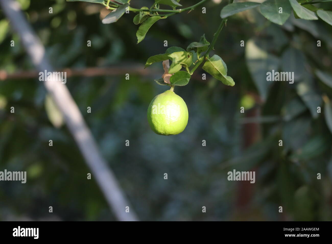 Green lemon tree hi-res stock photography and images - Alamy