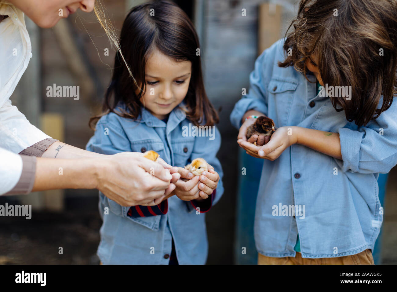 Mother With Two Kids Holding Chicks On An Organic Farm Stock Photo Alamy