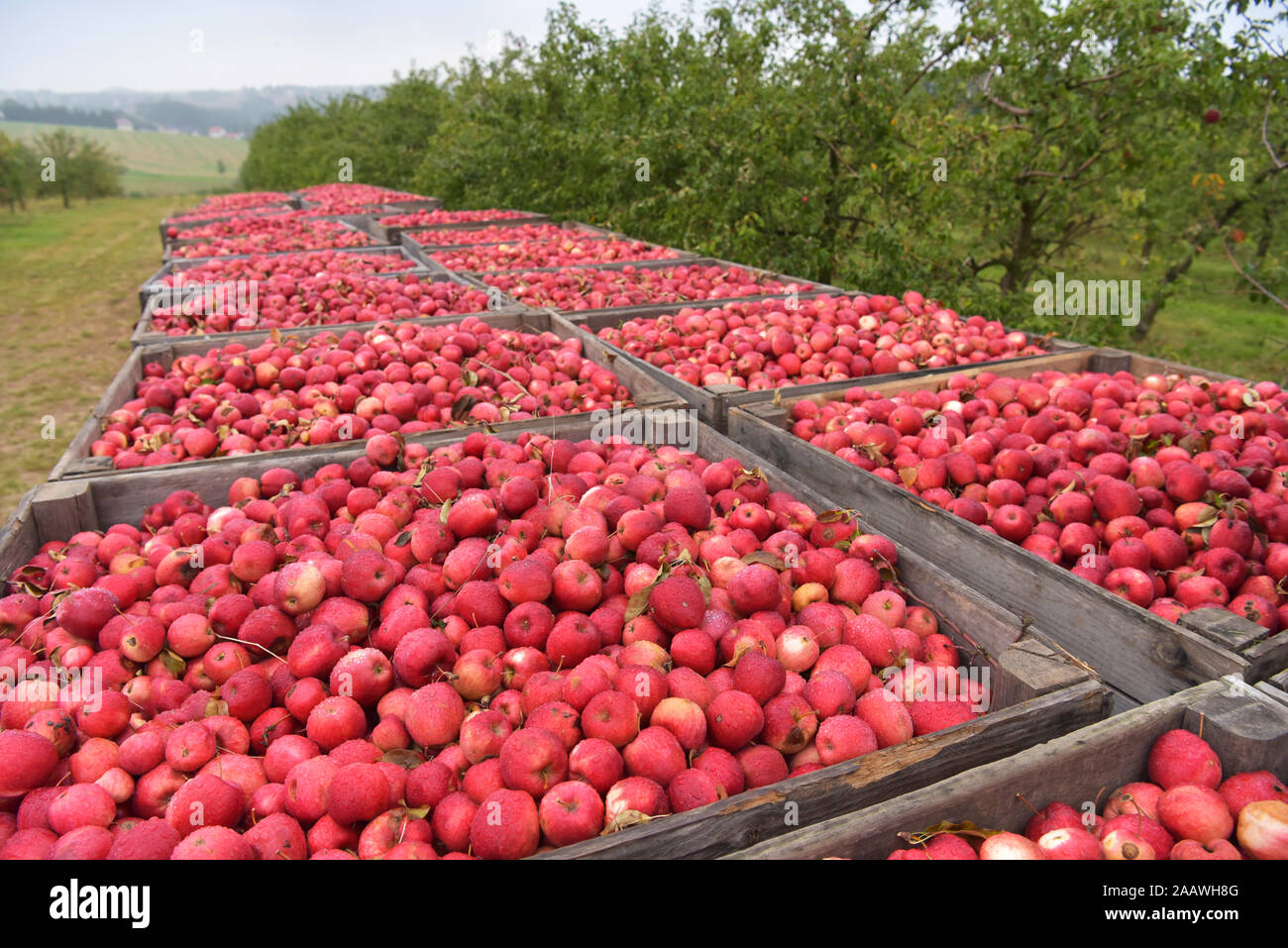 Boxes of freshly harvested apples on a fruit plantation Stock Photo - Alamy