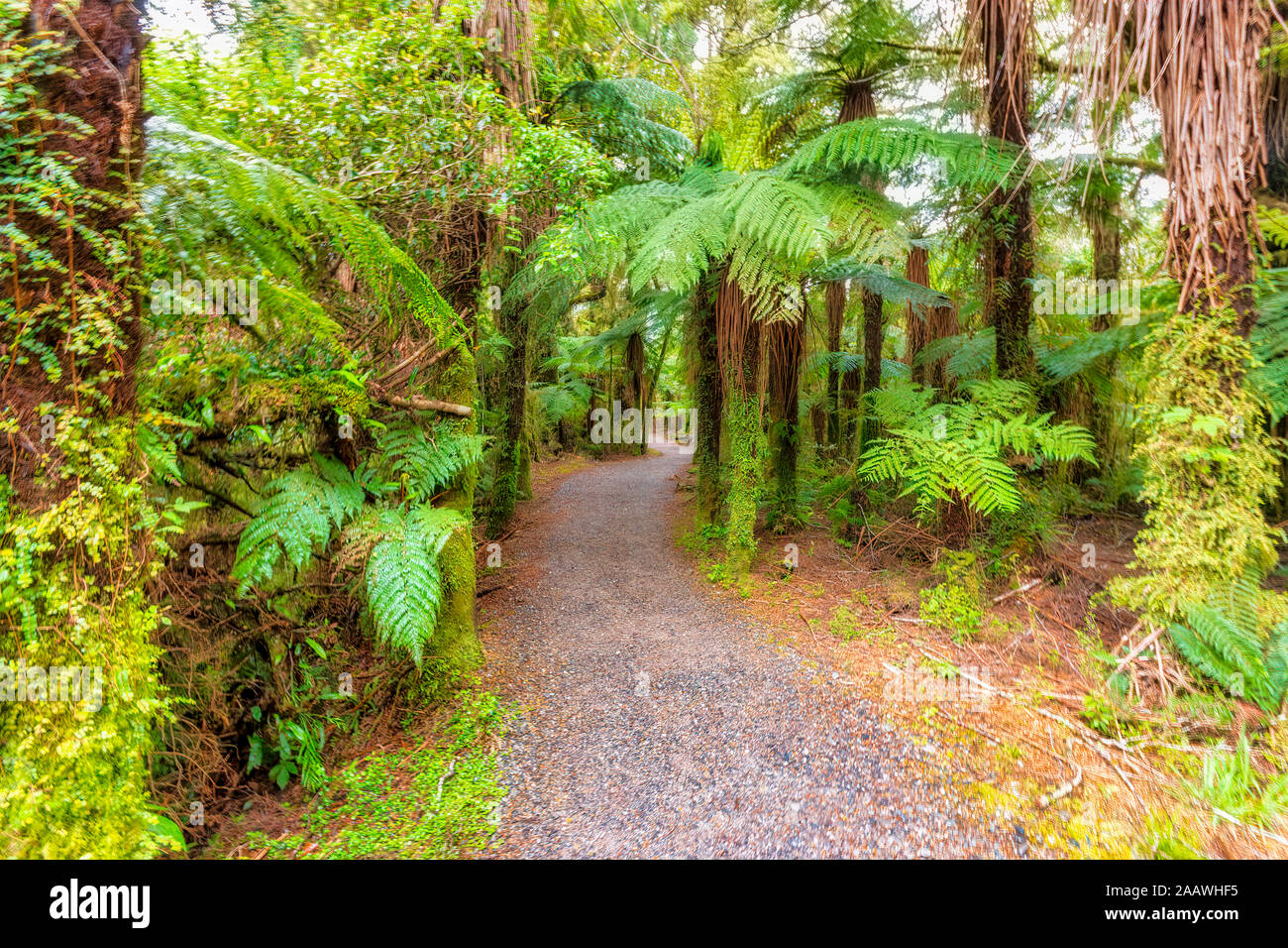 Roaring Billy Falls Walk, South Island, New Zealand Stock Photo - Alamy
