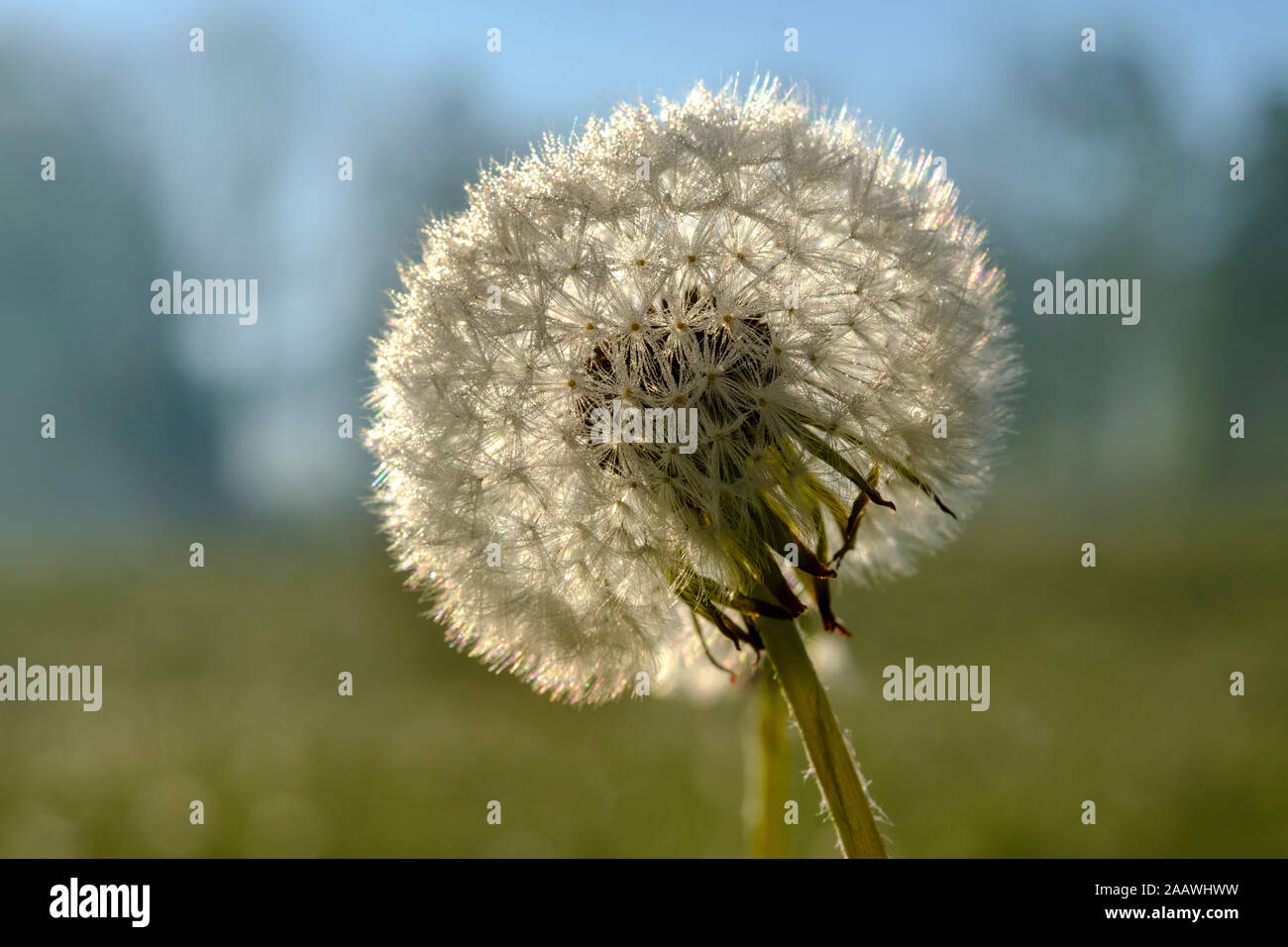 Dandelion seed hi-res stock photography and images - Alamy