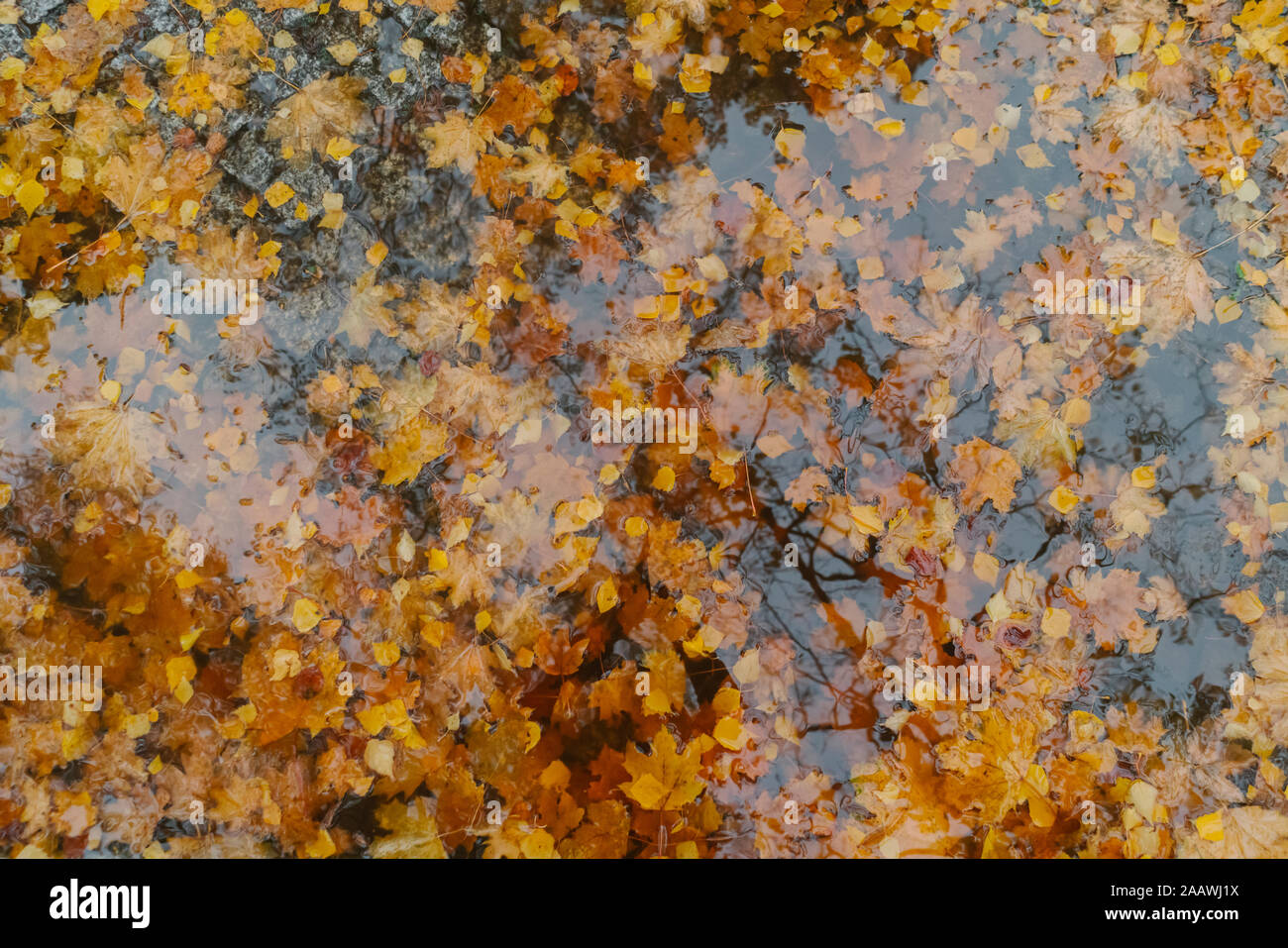Autumn leaves in a puddle Stock Photo - Alamy