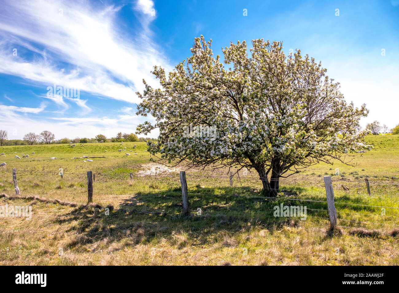 Sheep eating tree hi-res stock photography and images - Alamy
