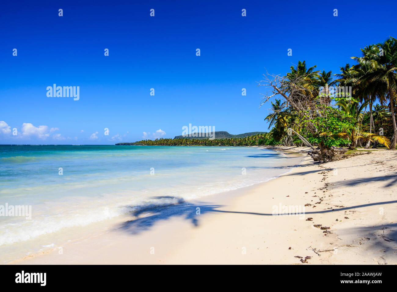 Palm trees at beach against blue sky on sunny day, Playa Grande ...
