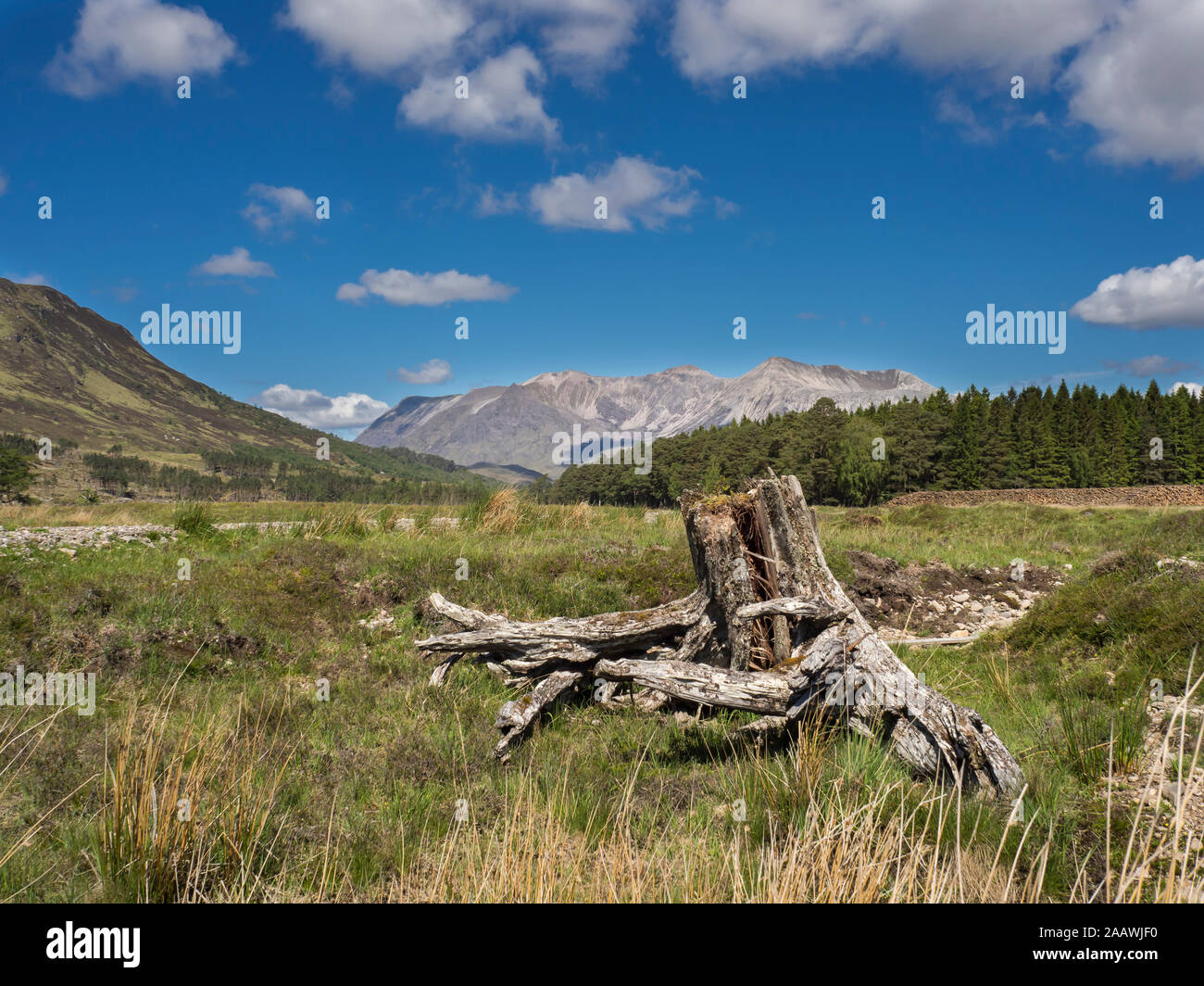 Dead beauty hi-res stock photography and images - Alamy