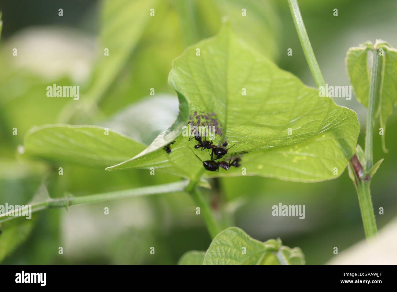 Big leg insect hi-res stock photography and images - Alamy