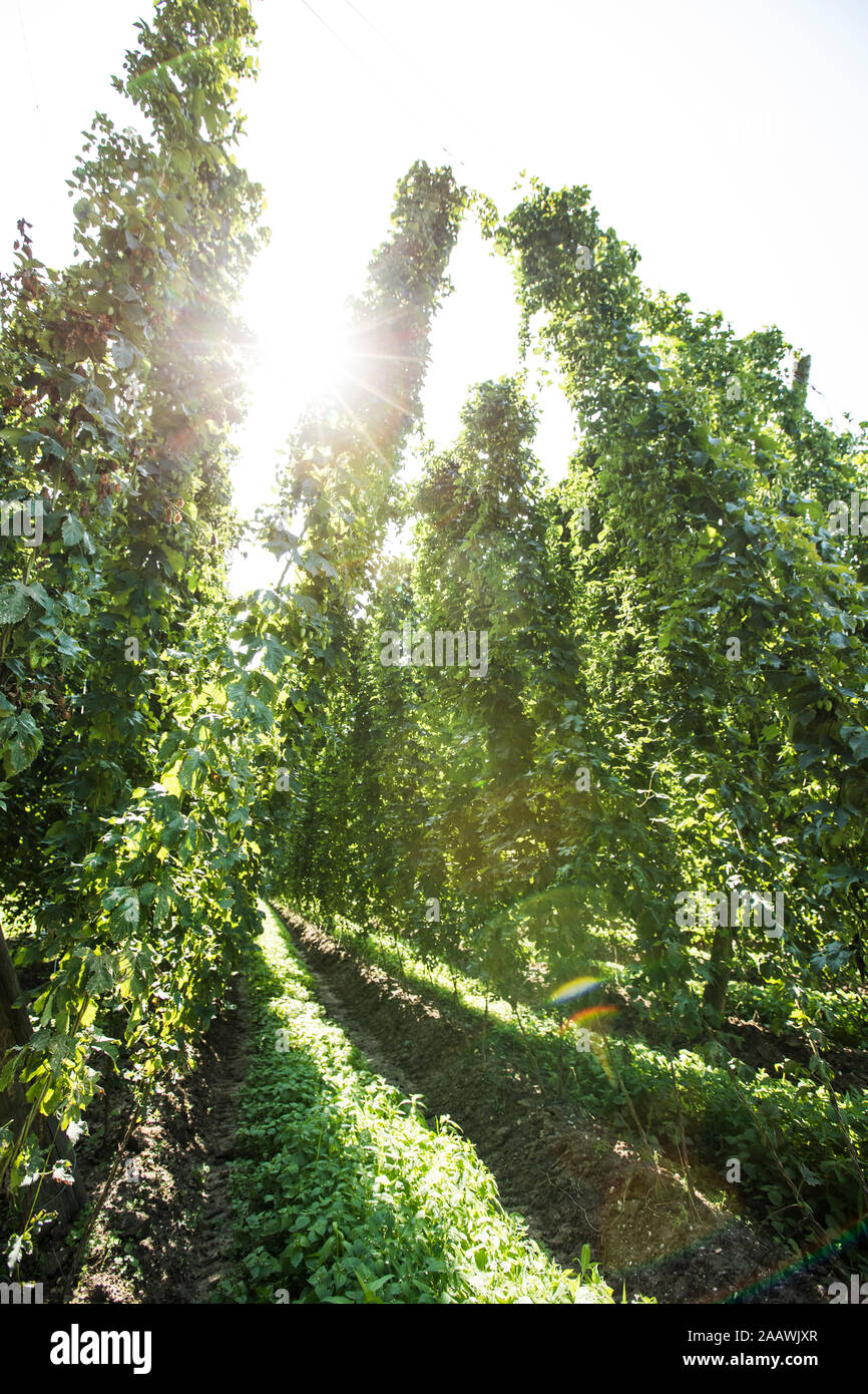 Crop cultivation hi-res stock photography and images - Alamy