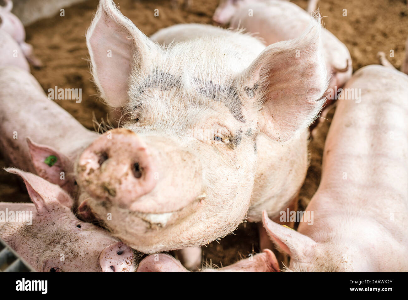 High angle close-up of pigs in pigpen Stock Photo - Alamy