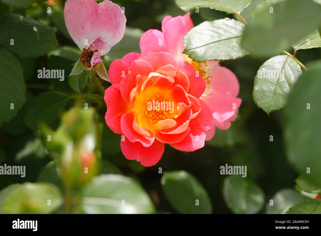 Close-up of pink rose growing in garden at Germany Stock Photo - Alamy