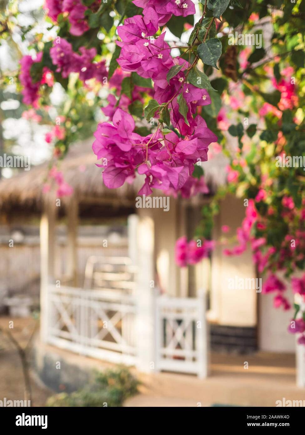 Indonesia, Bali, Gili Islands, Gili Air, Blooming Bougainvillea bush ...