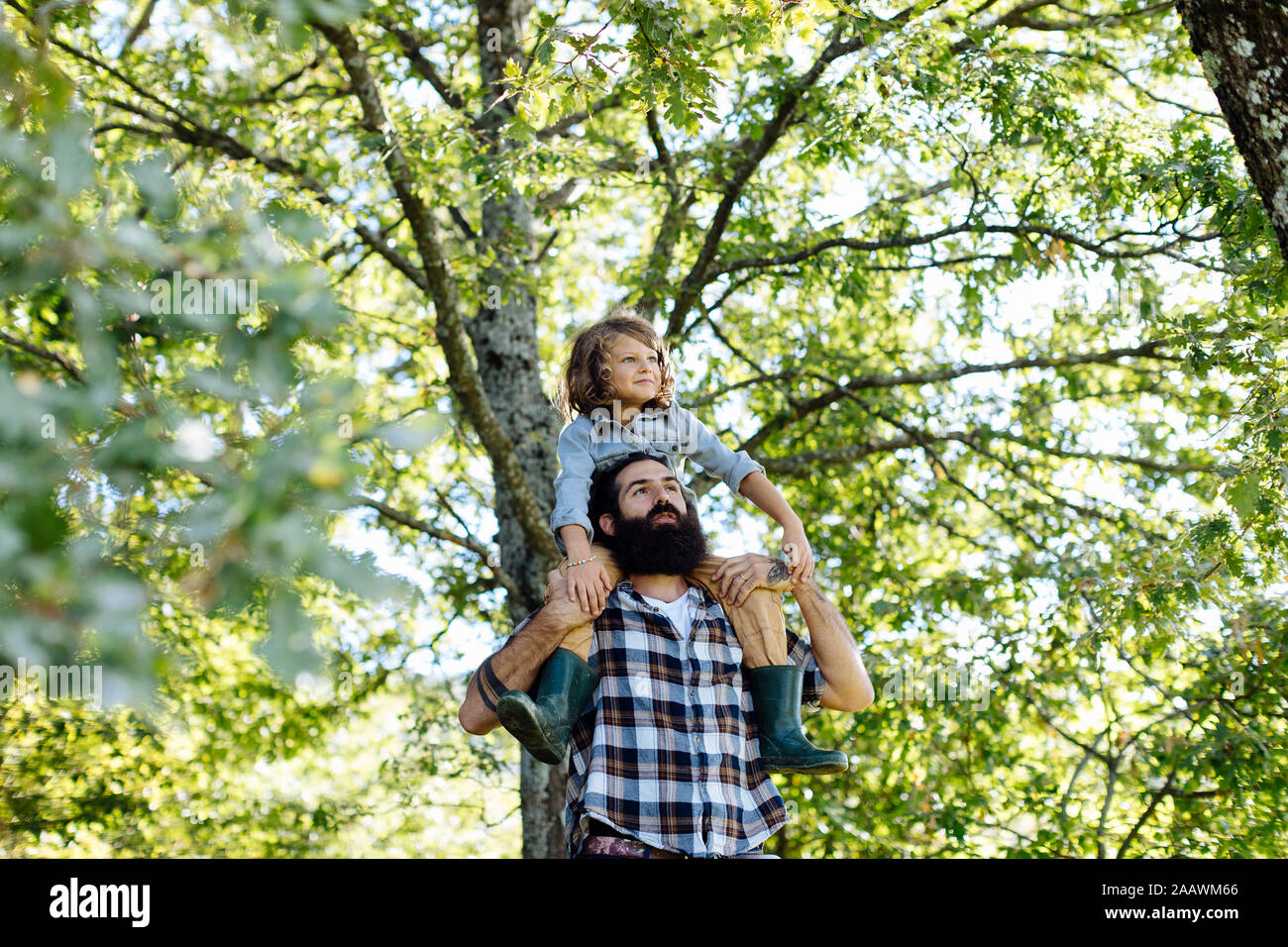 Father with kid on his shoulders in the forest Stock Photo - Alamy
