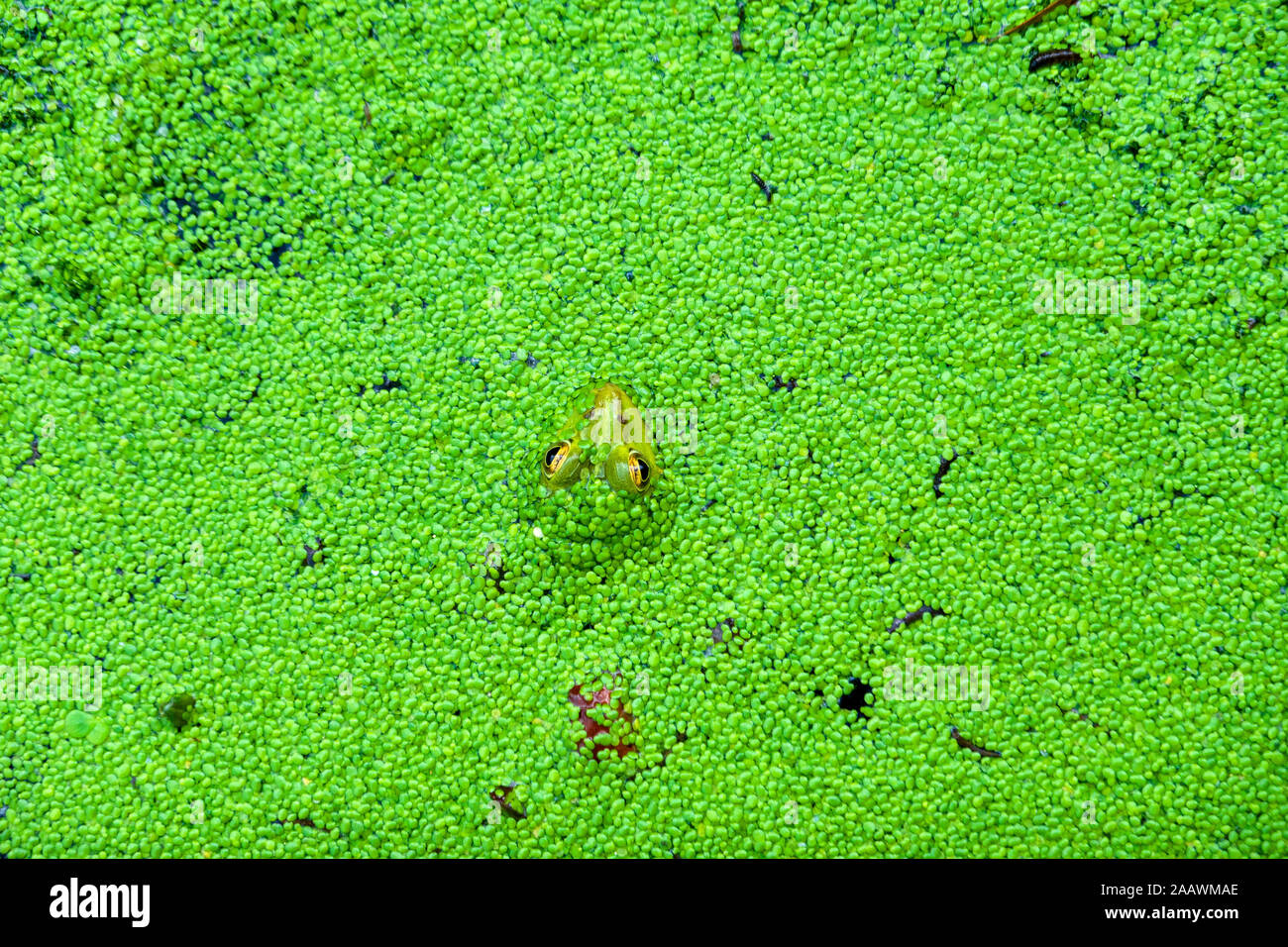 Frog eye angle view hi-res stock photography and images - Alamy