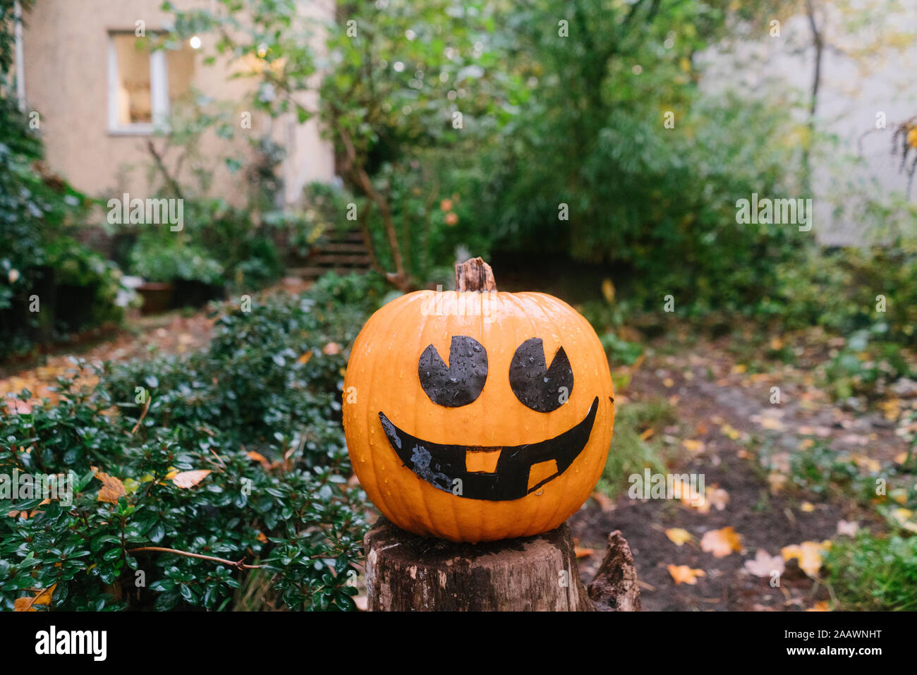 Jack O'Lantern in a garden Stock Photo - Alamy