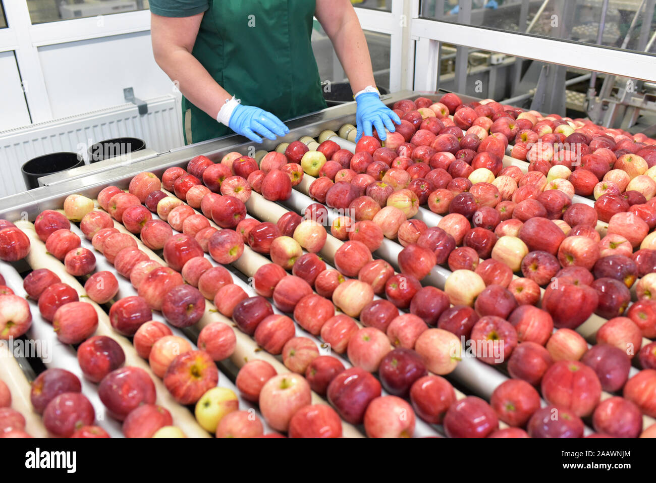 Female worker checking apples on conveyor belt in apple-juice factory ...