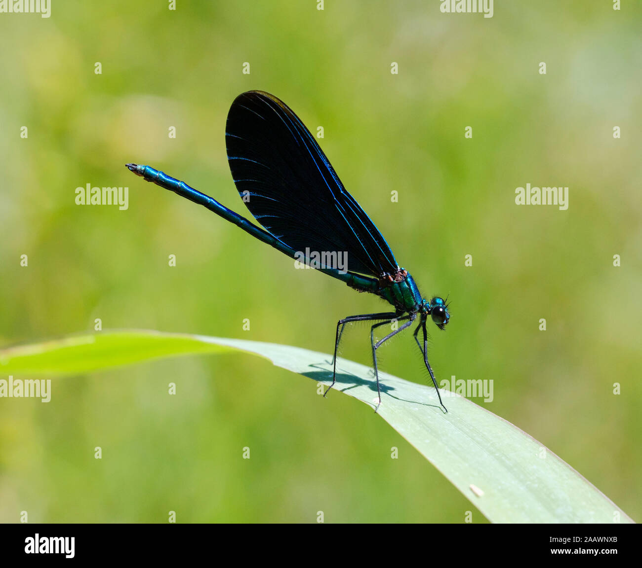 Blue male wing colour color hi-res stock photography and images - Alamy