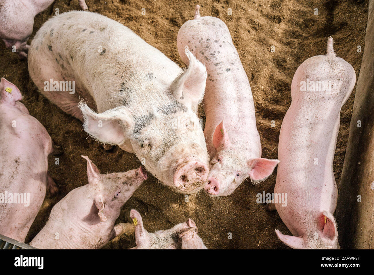 High angle view of pigs standing in pigpen Stock Photo - Alamy