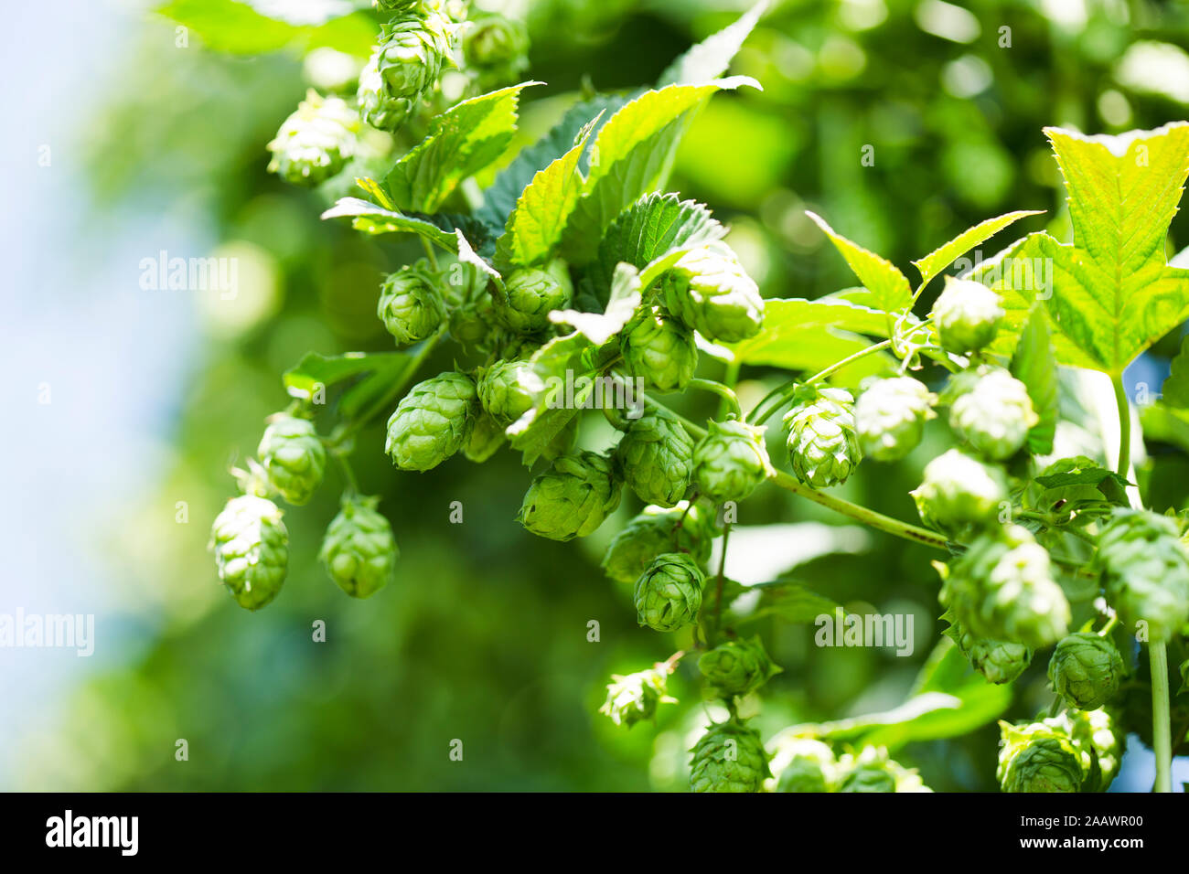 Crop cultivation hi-res stock photography and images - Alamy