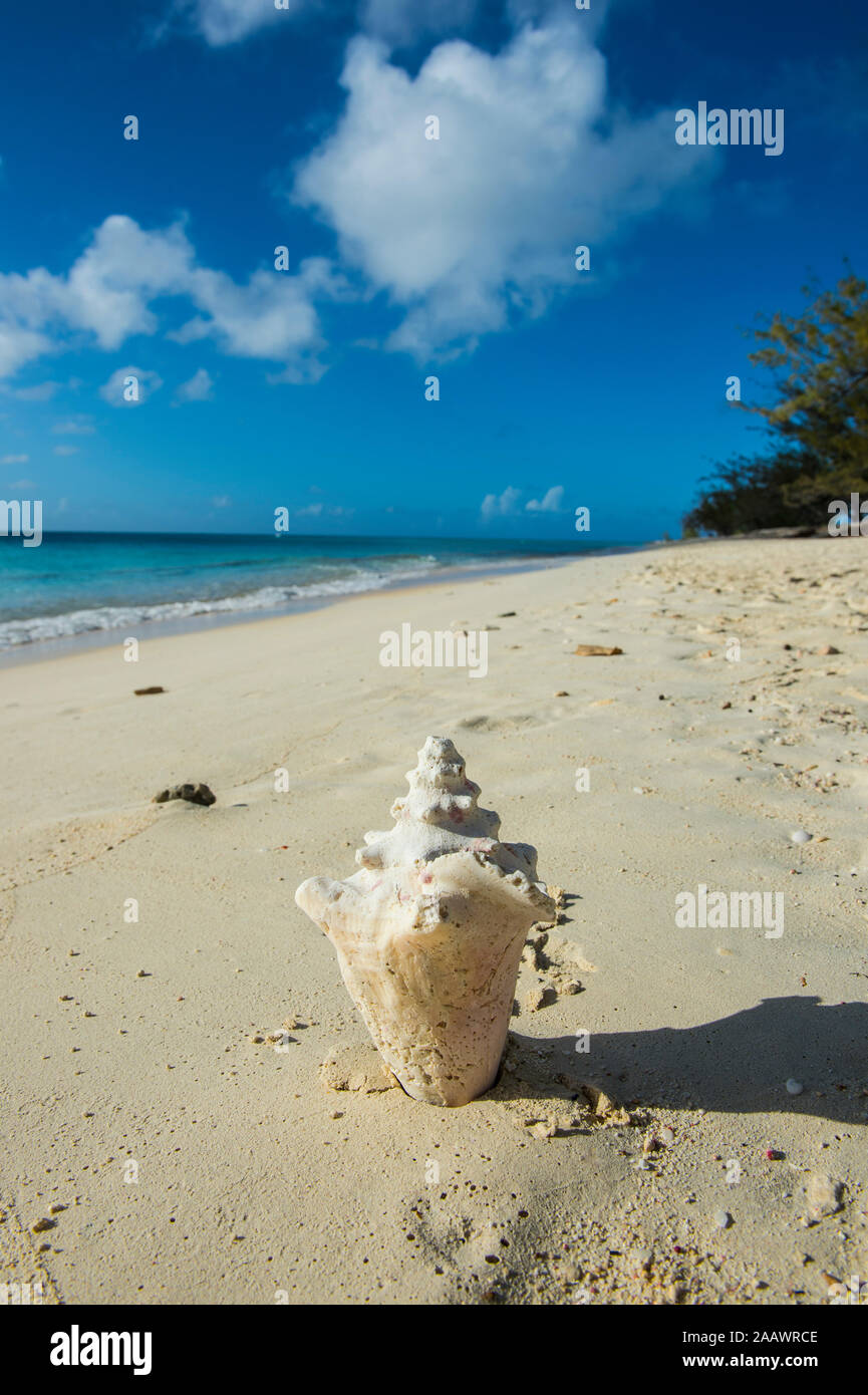 Shell on Norman Saunders beach against blue sky, Grand Turk, Turks And ...