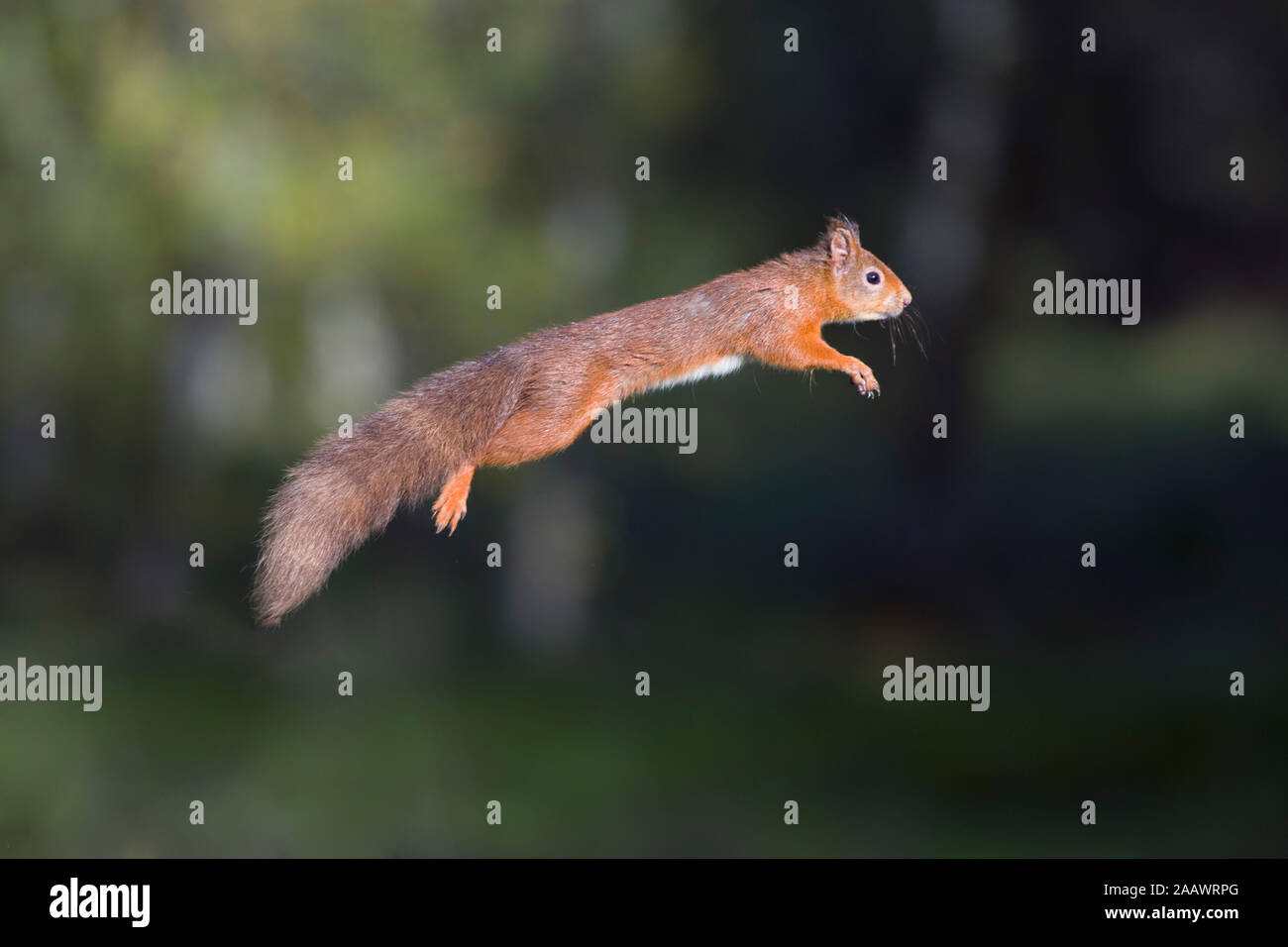 World color hi-res stock photography and images - Alamy