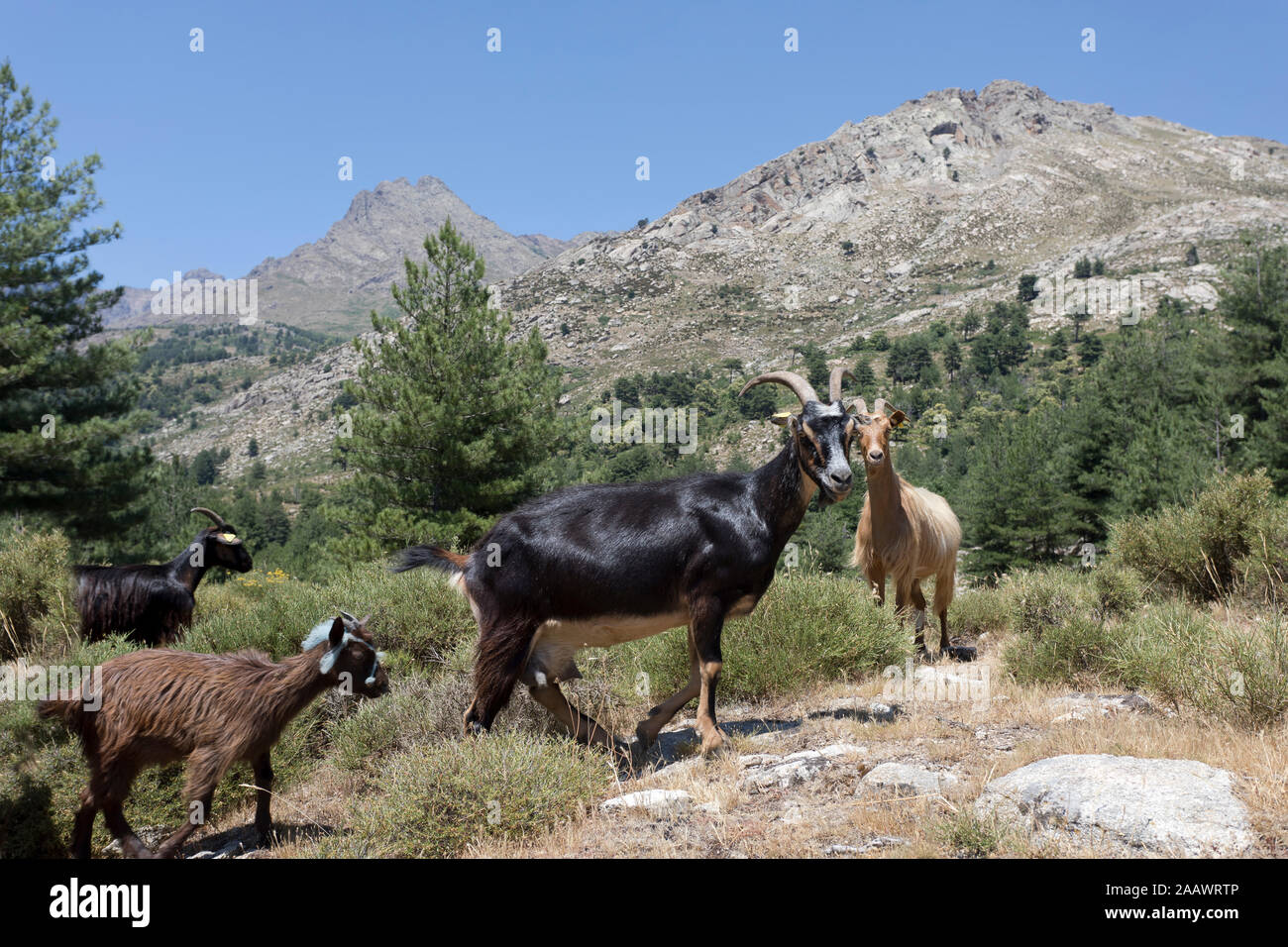 Wild goats on mountain at Corsica, France Stock Photo - Alamy
