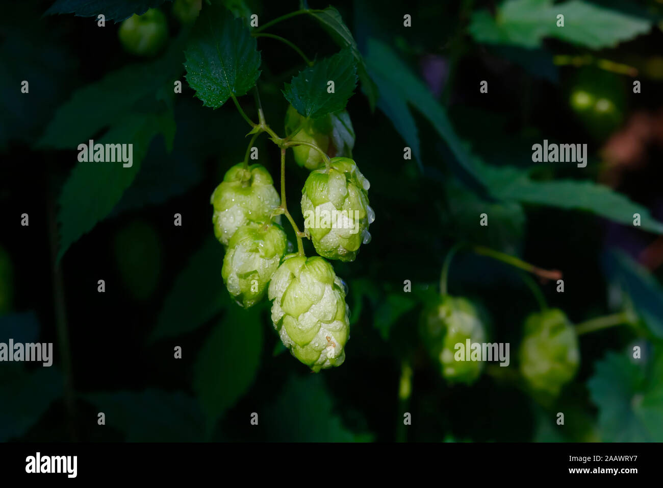 Germany, Bayern, Flowers of common hop growing in spring Stock Photo ...