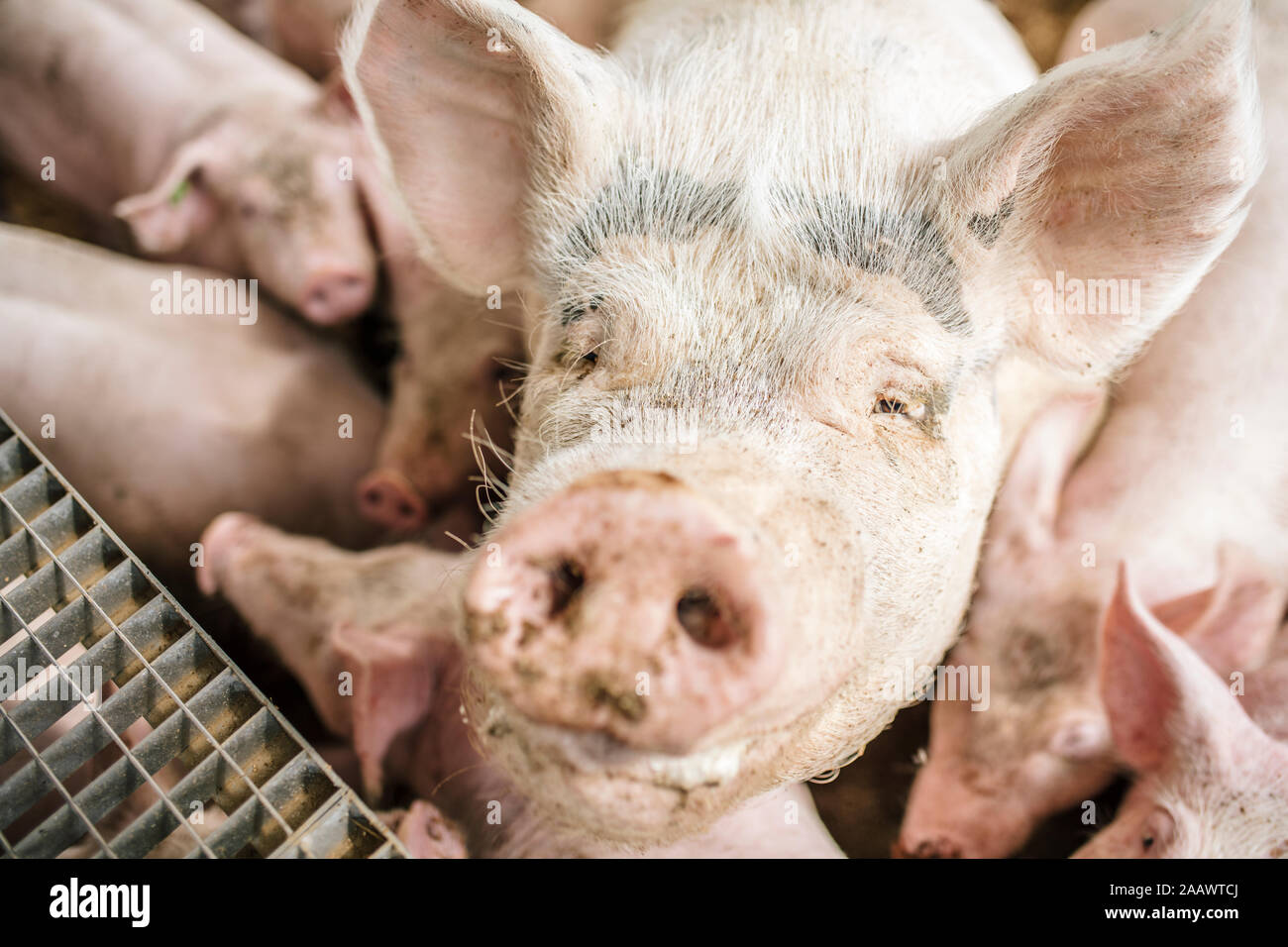 High angle view of pigs in pigpen Stock Photo - Alamy