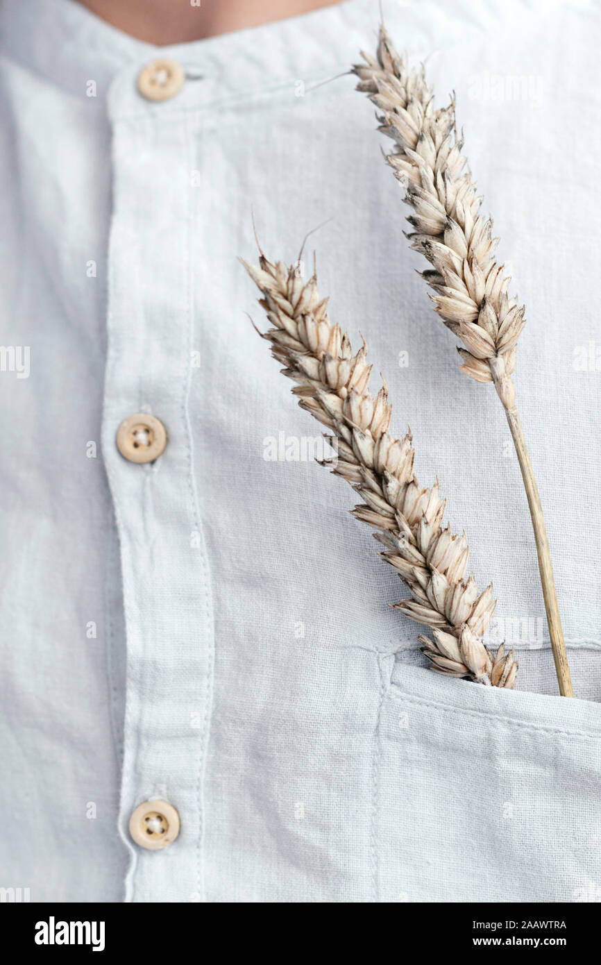 Oat ears hi-res stock photography and images - Alamy