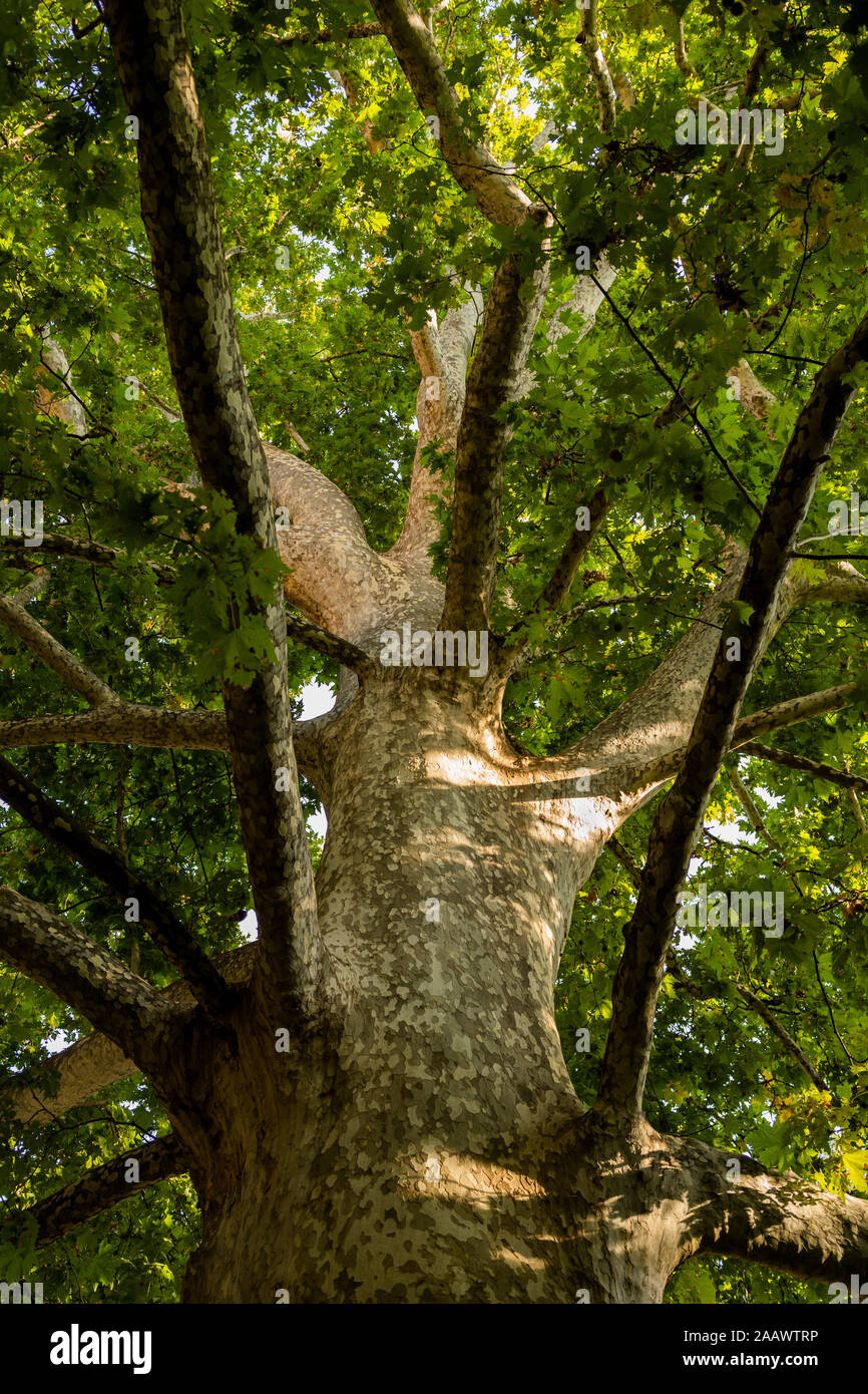 Green milan hi-res stock photography and images - Alamy