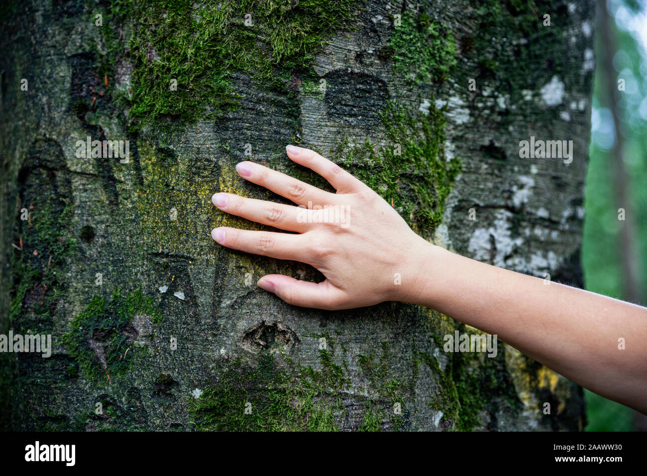 Female hand touching a tree Stock Photo - Alamy