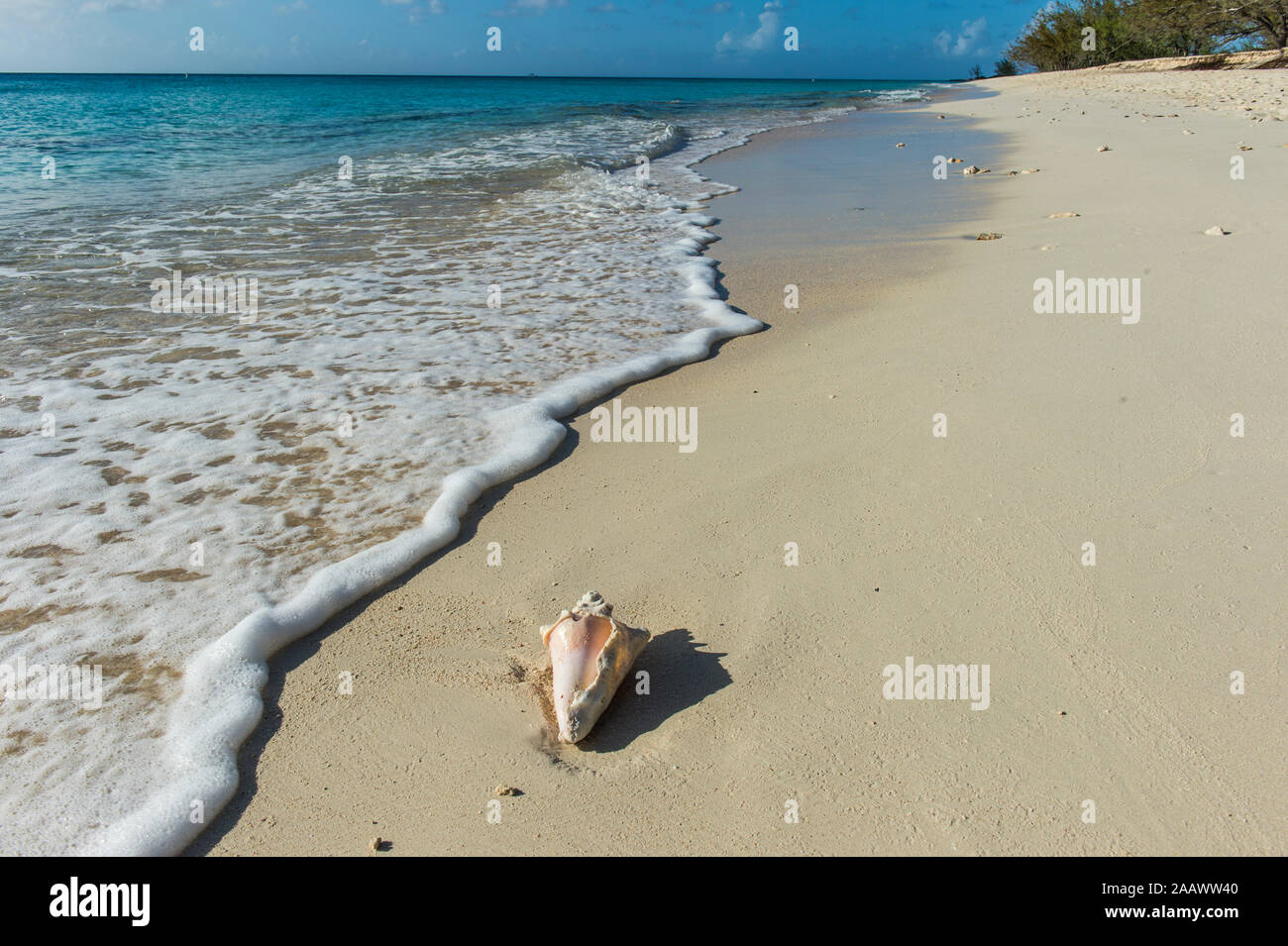 Shell at shore of Norman Saunders beach, Grand Turk, Turks And Caicos ...