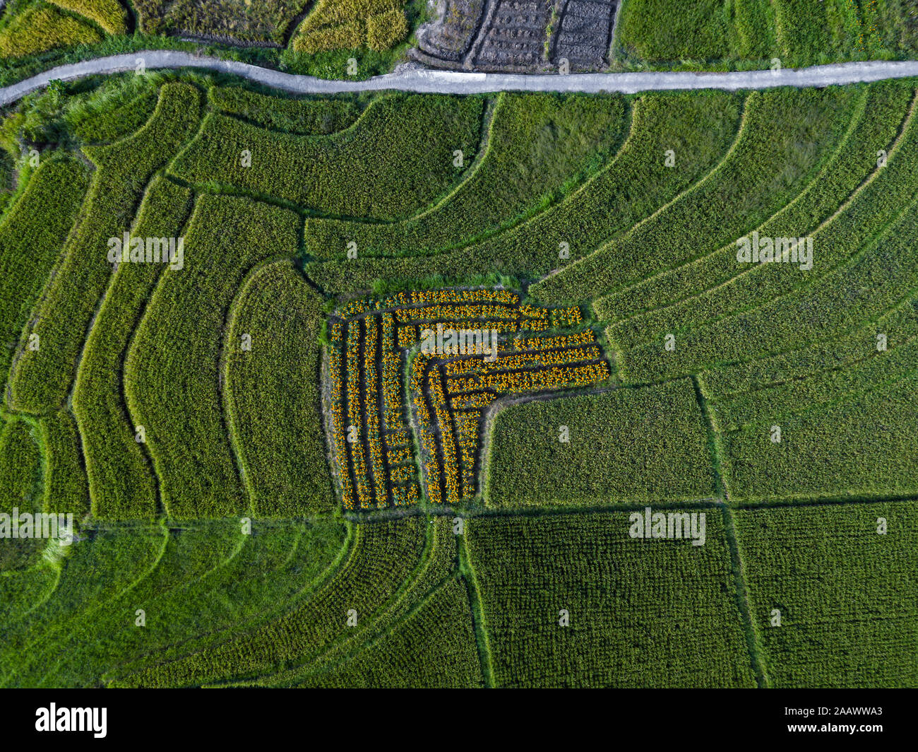 Aerial view of rice paddy in Bali, Indonesia Stock Photo - Alamy