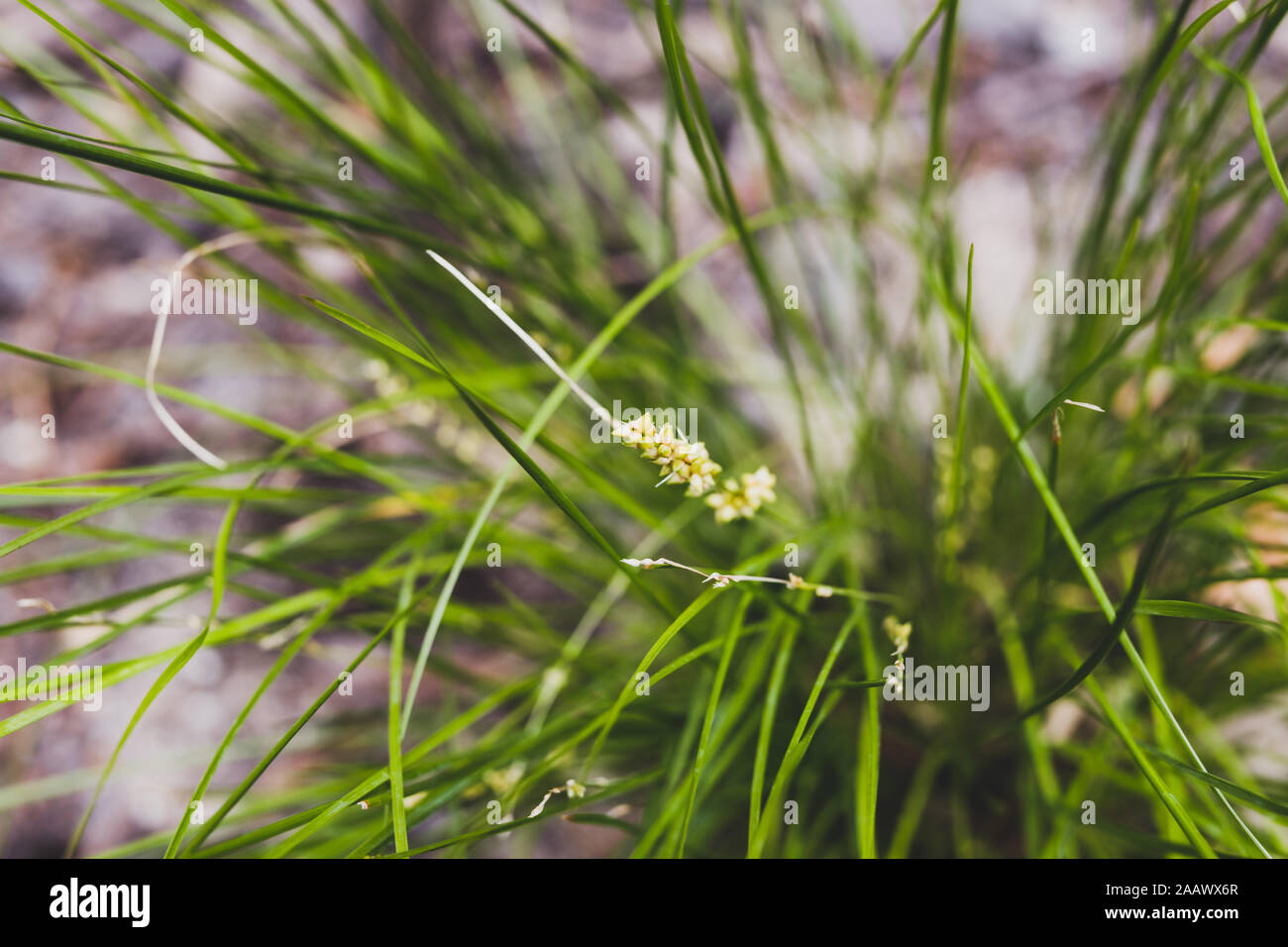 Lomandra grass hi-res stock photography and images - Alamy