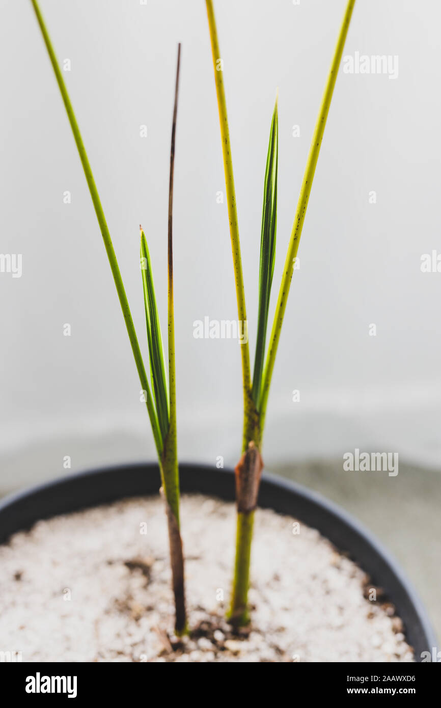 minimalist composition of palm tree growth indoor in pot with white ...