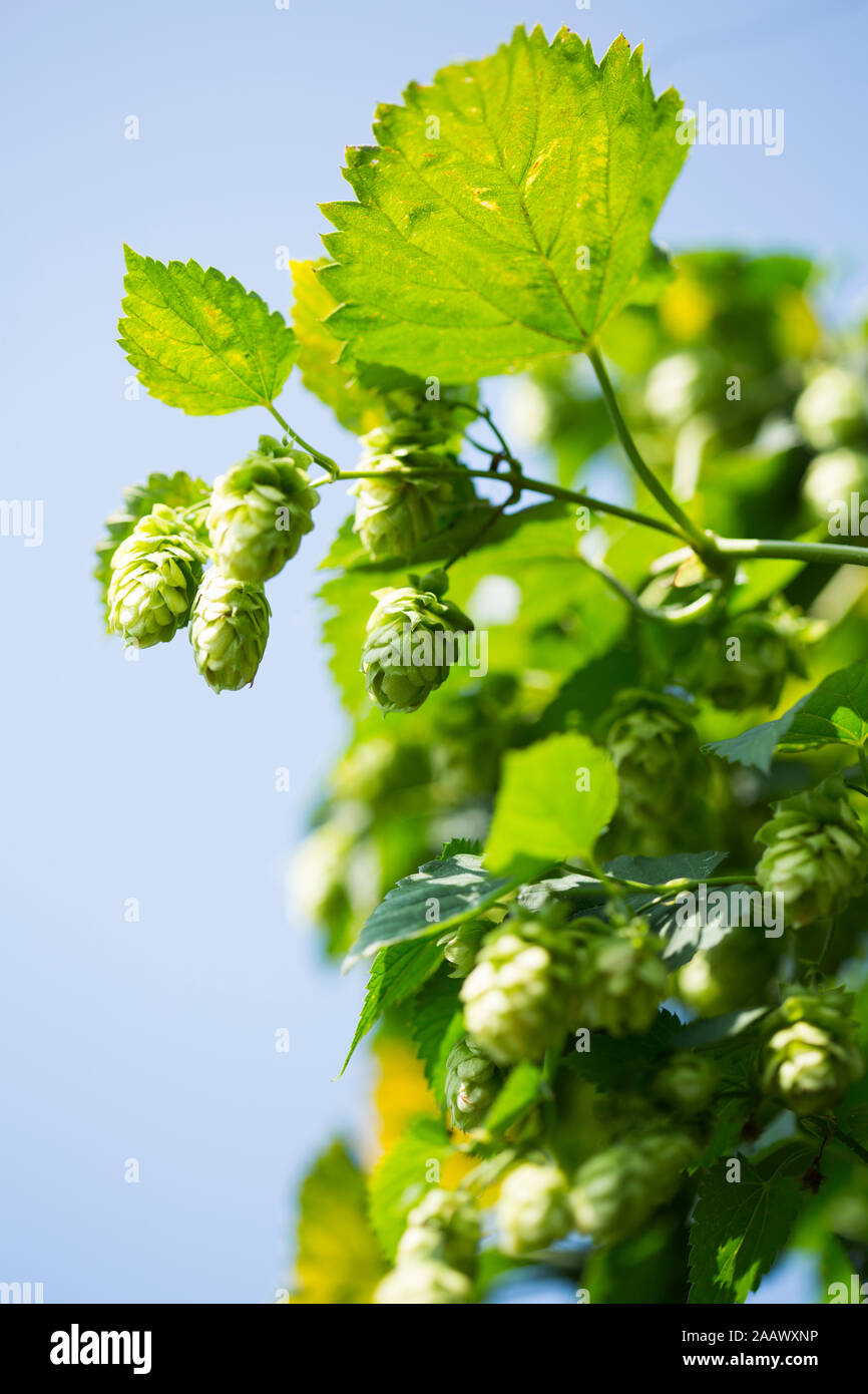 Crop cultivation hi-res stock photography and images - Alamy