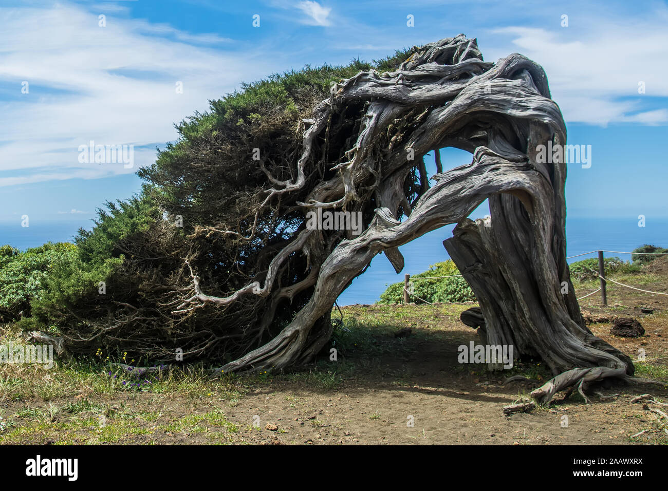 Sabina tree hi-res stock photography and images - Alamy