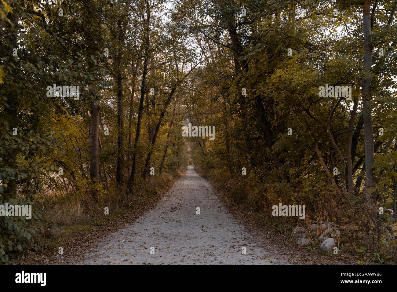 Narrow path between trees in autumn Stock Photo - Alamy