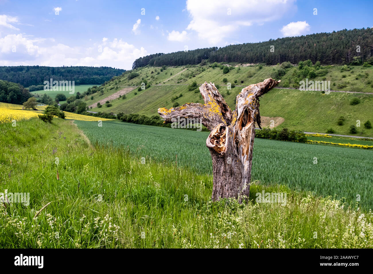 Germany, Bavaria, Baden-Wuerttemberg, scenic view of field Stock Photo ...