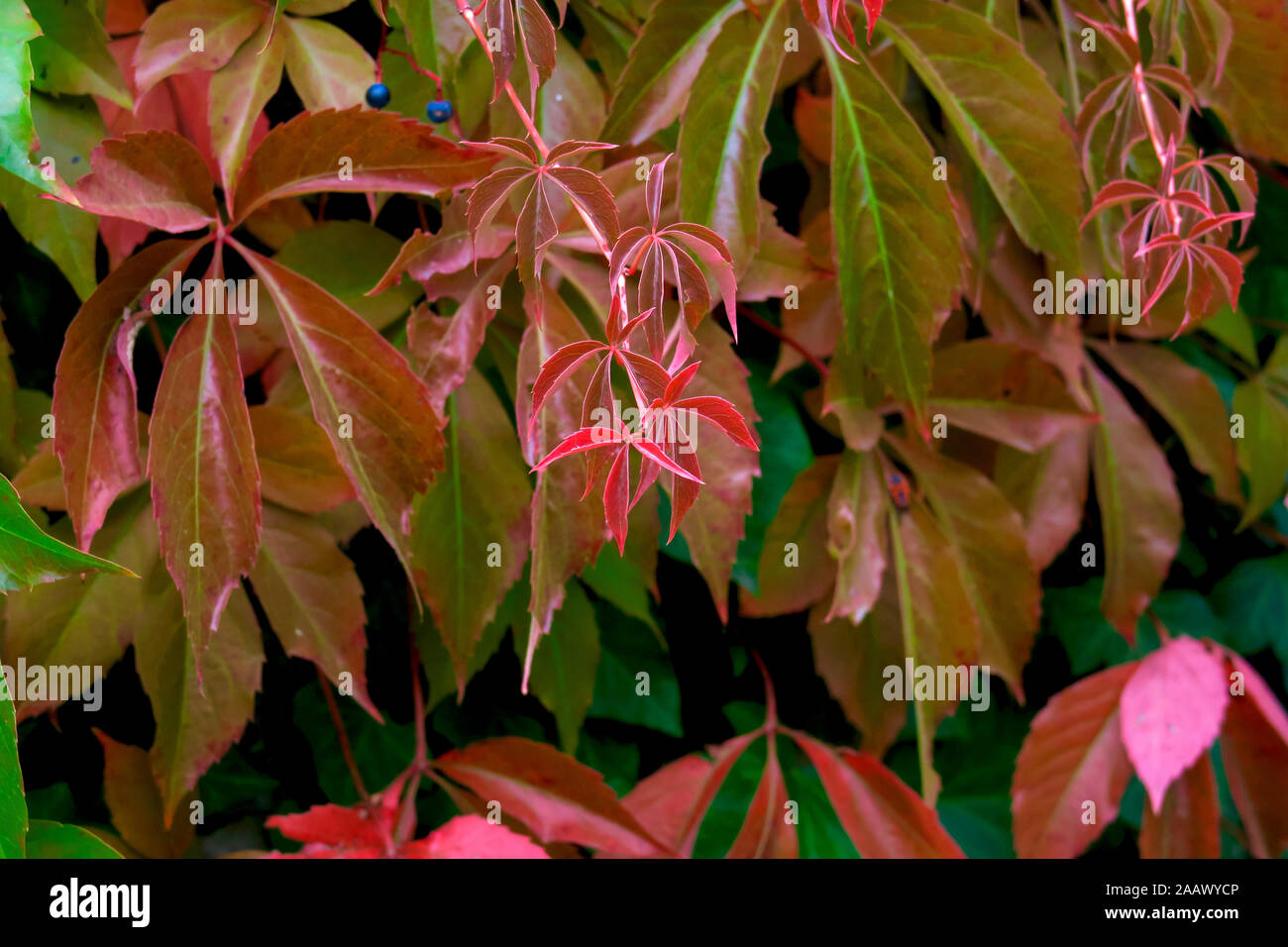Vine leaves color hi-res stock photography and images - Alamy