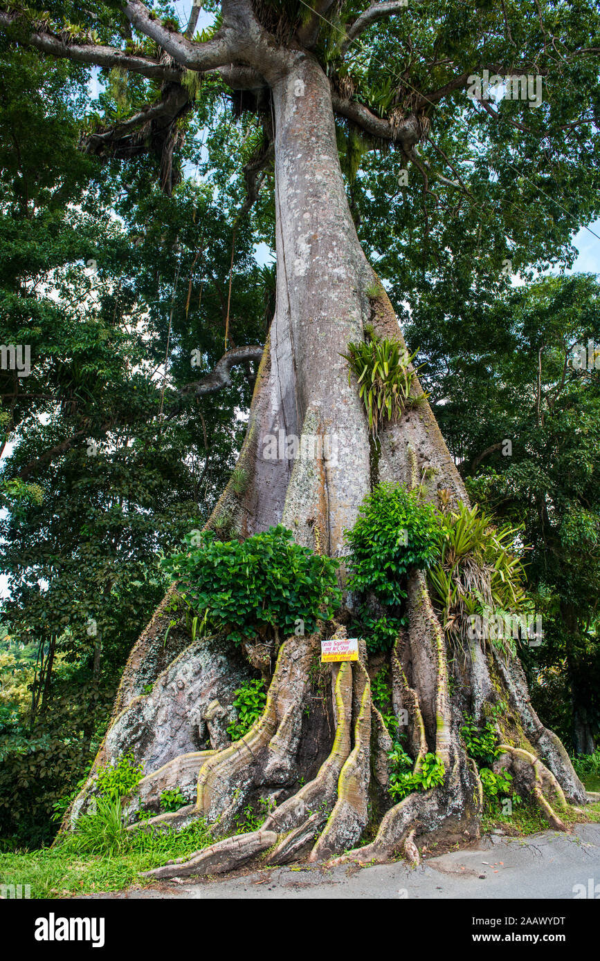 Low angle view of banyan tree growing in forest at Tobago, Caribbean ...