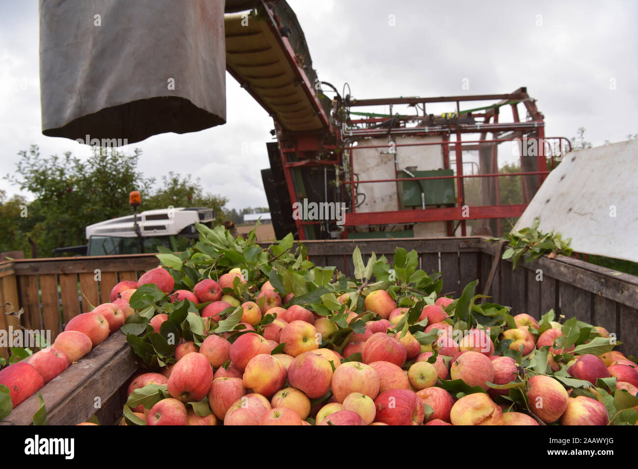 Apple harvest tractor agriculture hi-res stock photography and images ...
