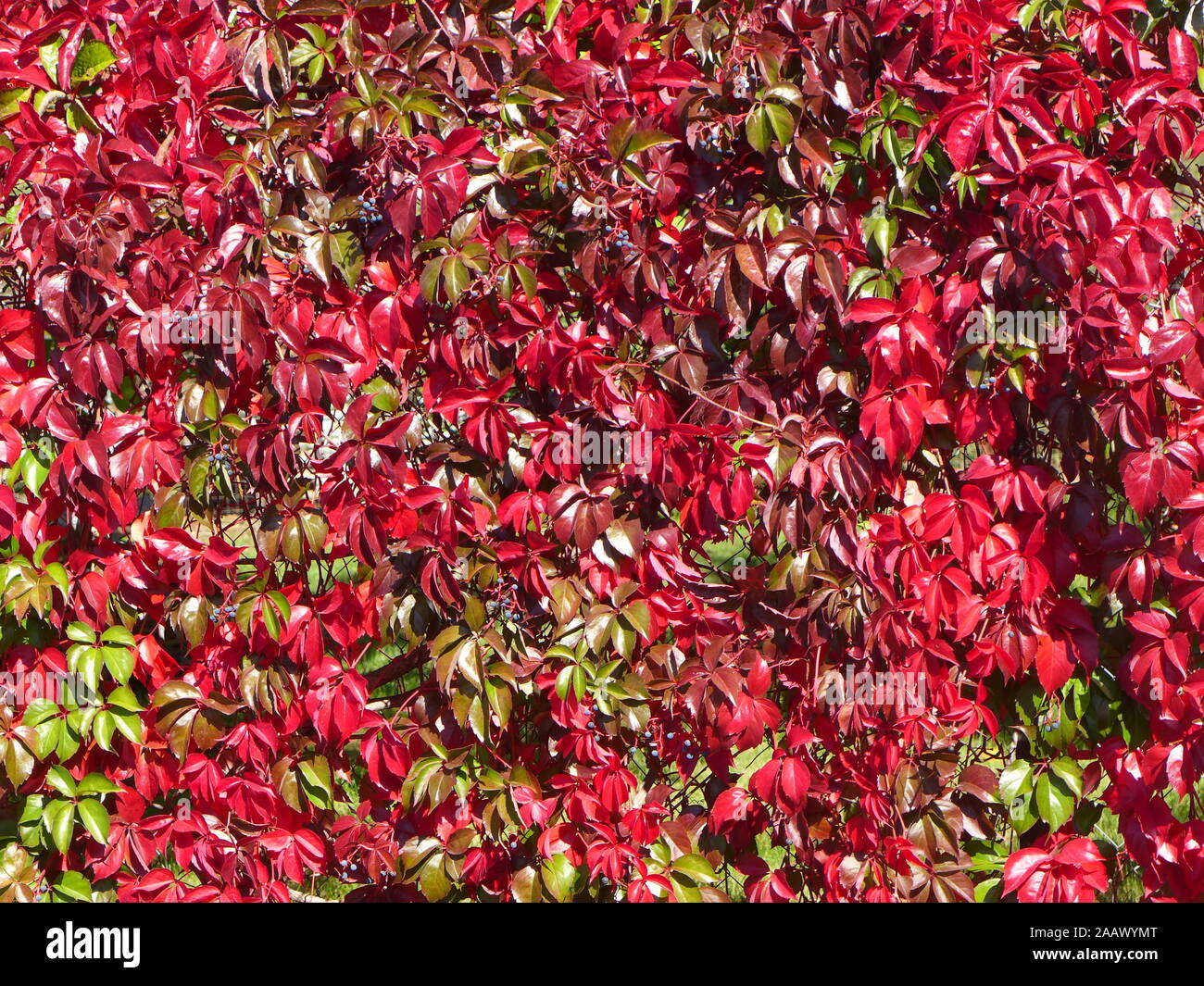 still life background Stock Photo - Alamy