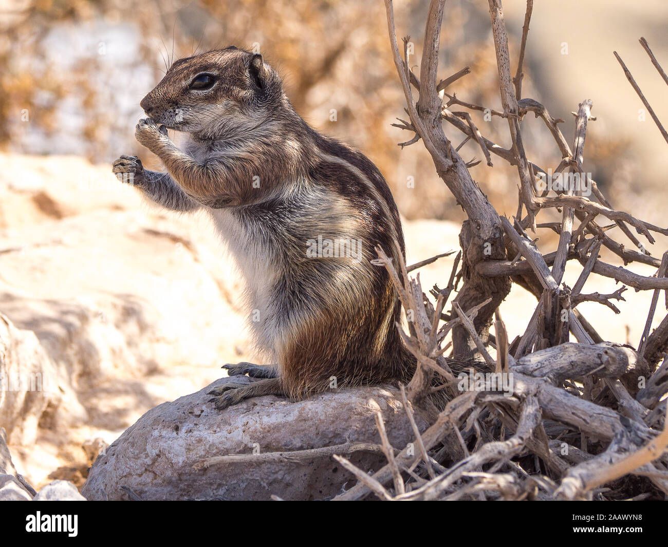 Chipmunk photography hi-res stock photography and images - Alamy