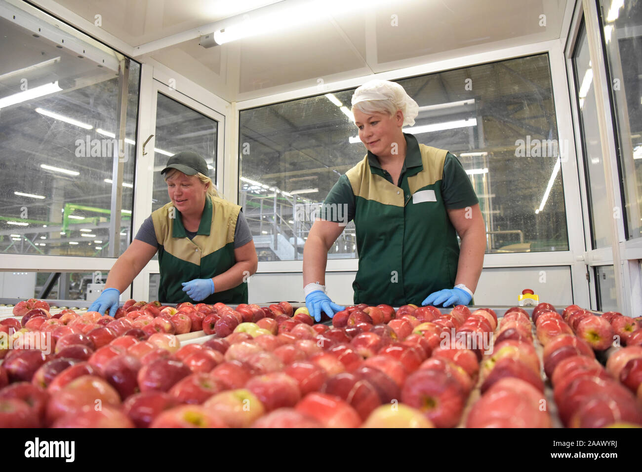 Female workers checking apples on conveyor belt in apple-juice factory ...