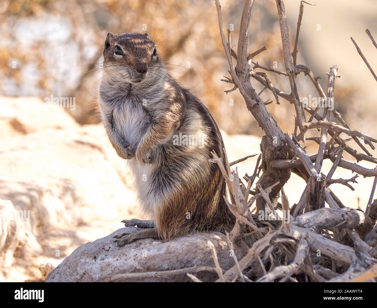 Chipmunk teeth hi-res stock photography and images - Alamy