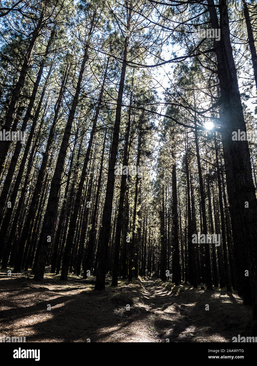 sun between trees Stock Photo - Alamy