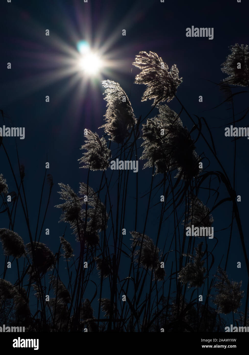 Sunflowers field sunset hi-res stock photography and images - Alamy