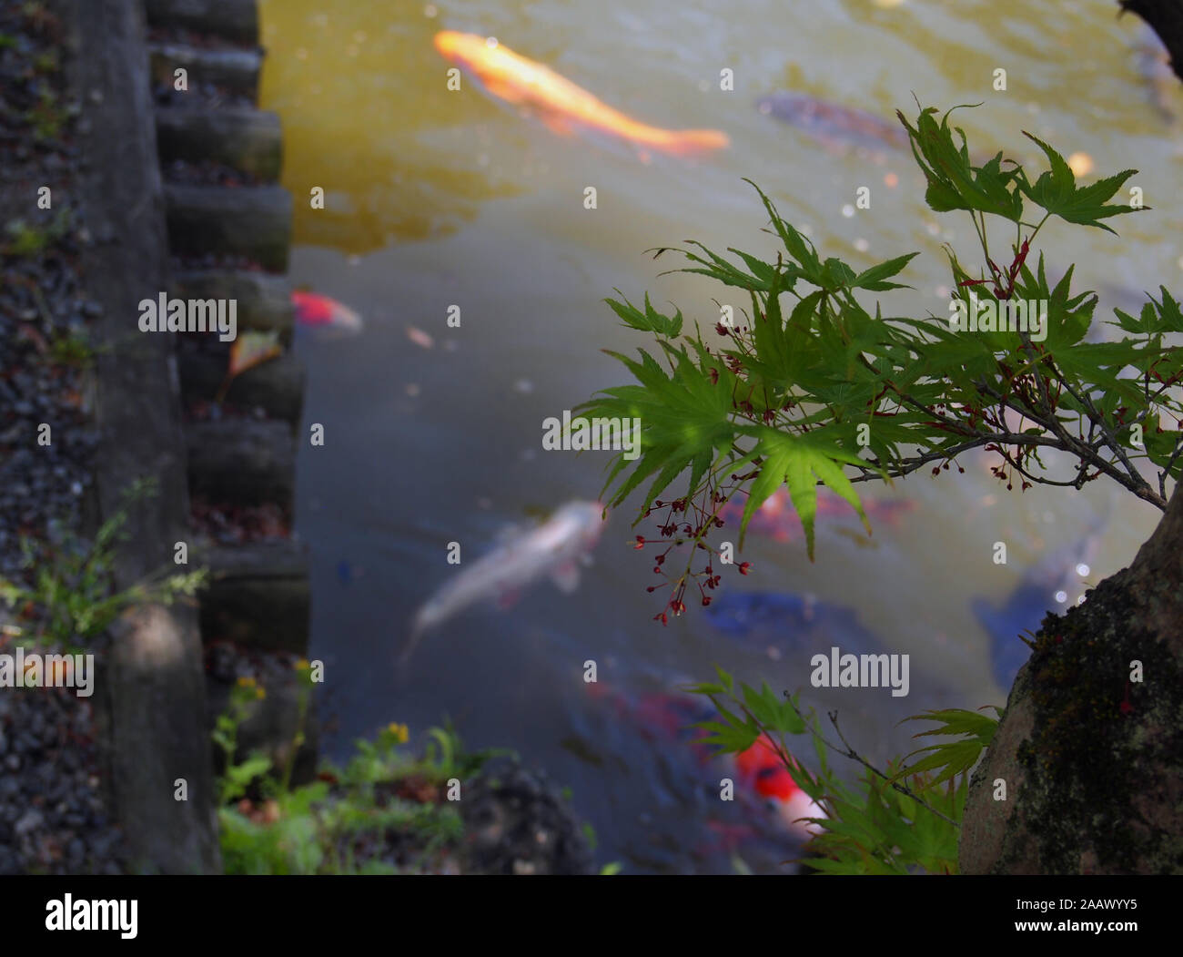 Umenomiya taisha hi-res stock photography and images - Alamy