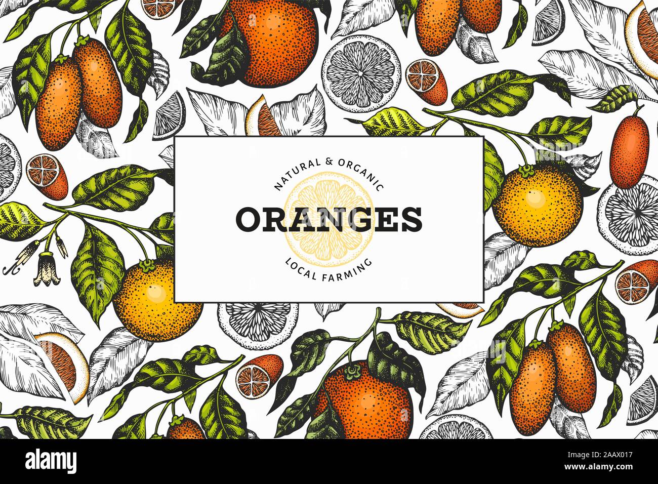 Citrus design template. Hand drawn vector color fruit illustration ...