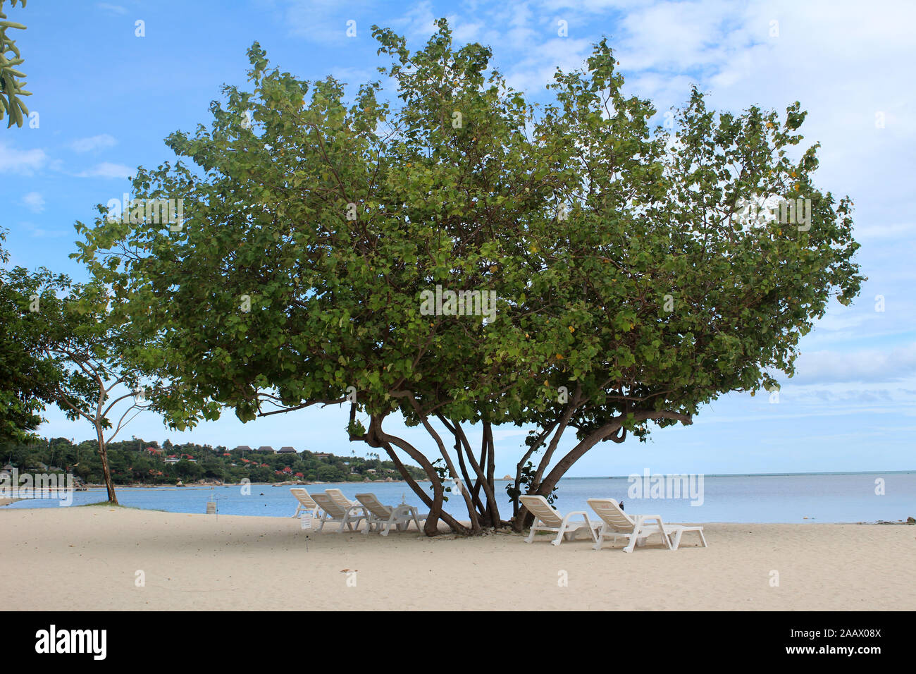 tree on the beach Koh Samui Thailand Stock Photo - Alamy