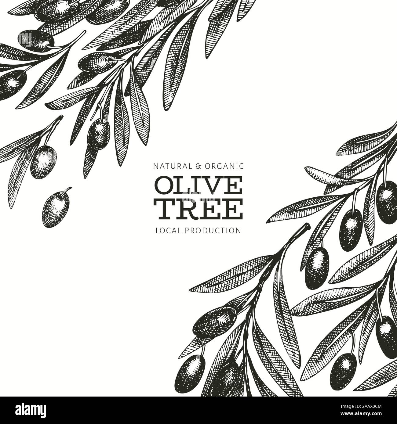 Olive branch design template. Hand drawn vector food illustration ...